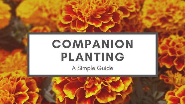 Simple Guide to Companion Planting | Iron Earth Canada